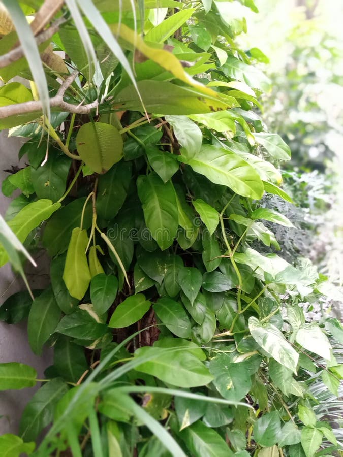 Vines that Grow on Large Trees Stock Image - Image of leaf, large ...