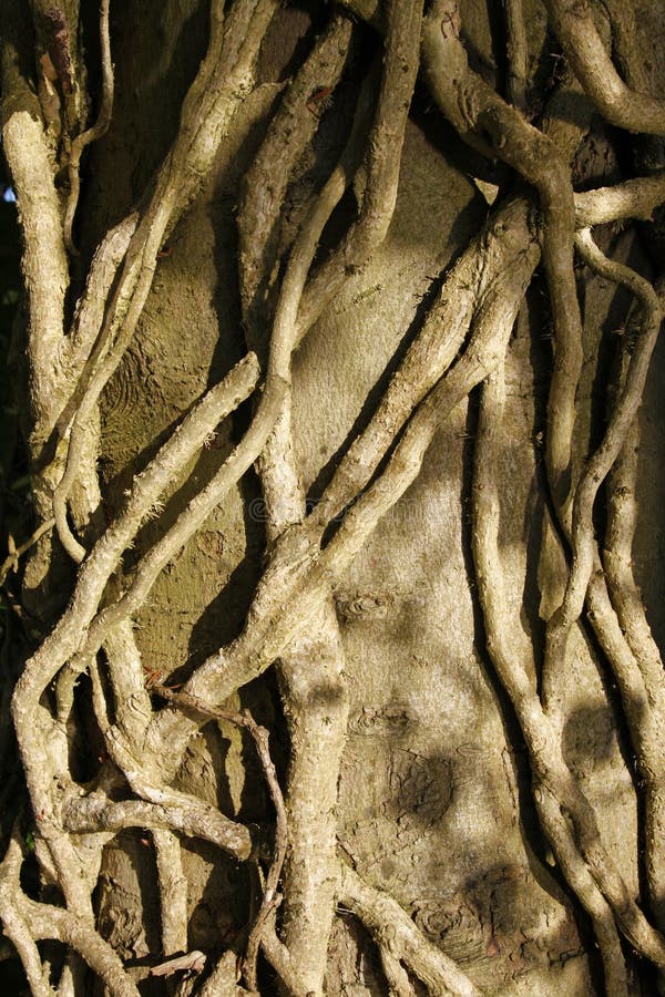 Vines growing around stock photo. Image of wood, trunk - 15589528