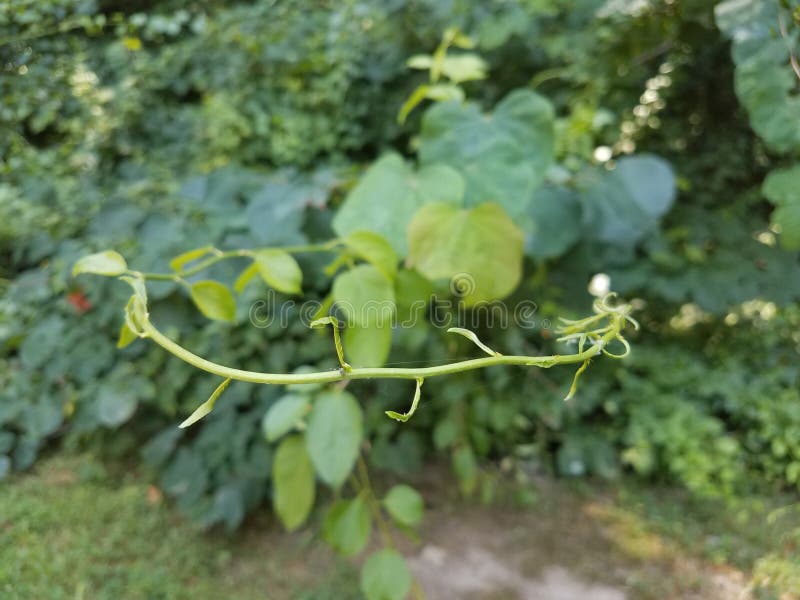 Vines Growing Up Tree Trunk in Forest or Woods Stock Image - Image of ...