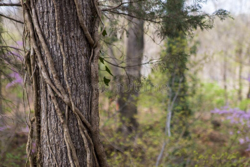 Vines Growing Over Tree Trunk in the Forest Stock Image - Image of ...