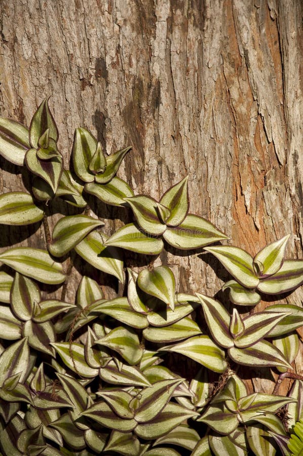 Vines Growing up a Tree stock photo. Image of renewal - 12703298