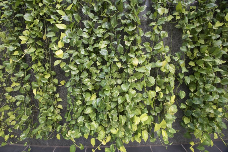 Vines Hanging from a Jungle Tree Stock Photo - Image of plants, white ...