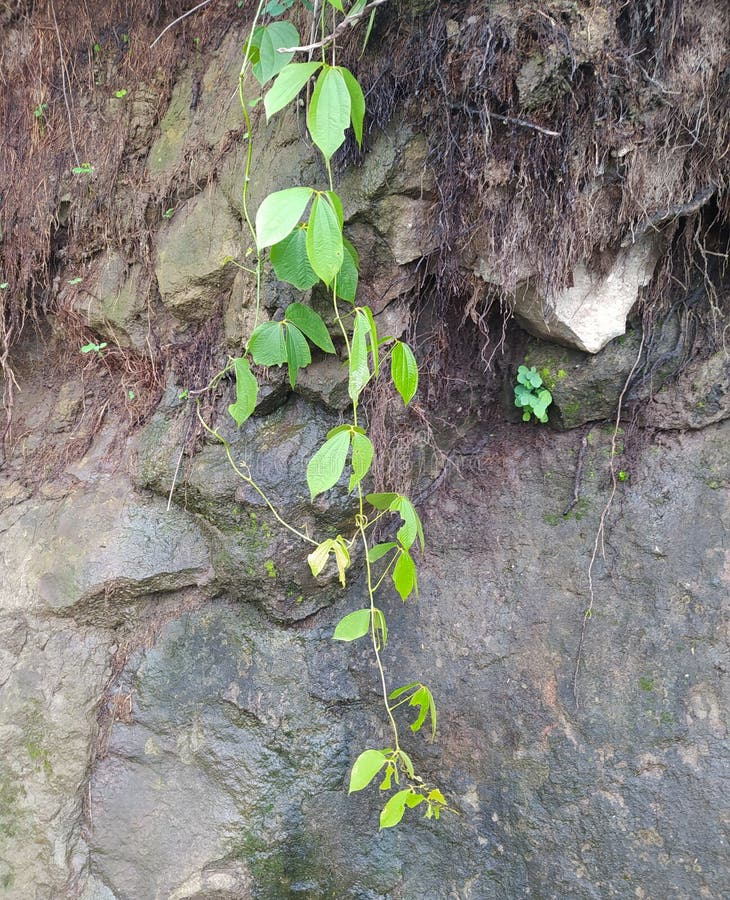 The Vines Hanging on the Rocks Stock Image - Image of tree, wildlife ...