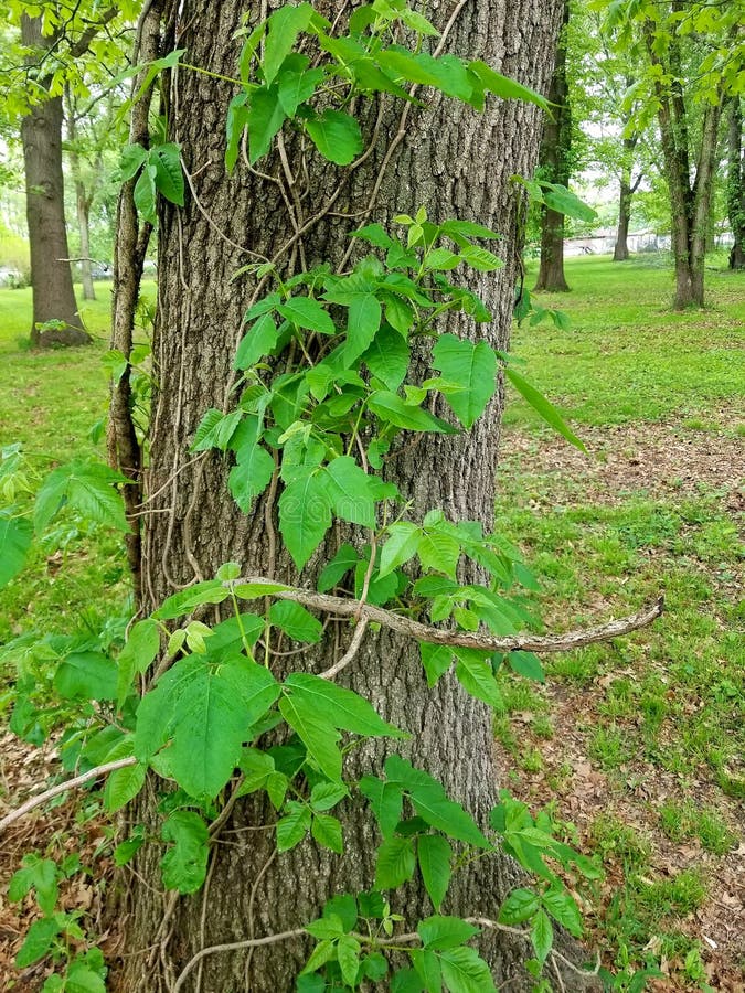 Vines of Indiana stock photo. Image of rainyday, vines - 148784810