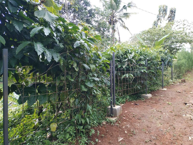 953 Iron Vines Stock Photos - Free & Royalty-Free Stock Photos from ...