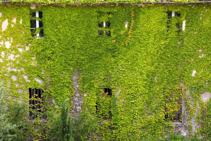 Vines leaves on house stock image. Image of climbing - 10313959