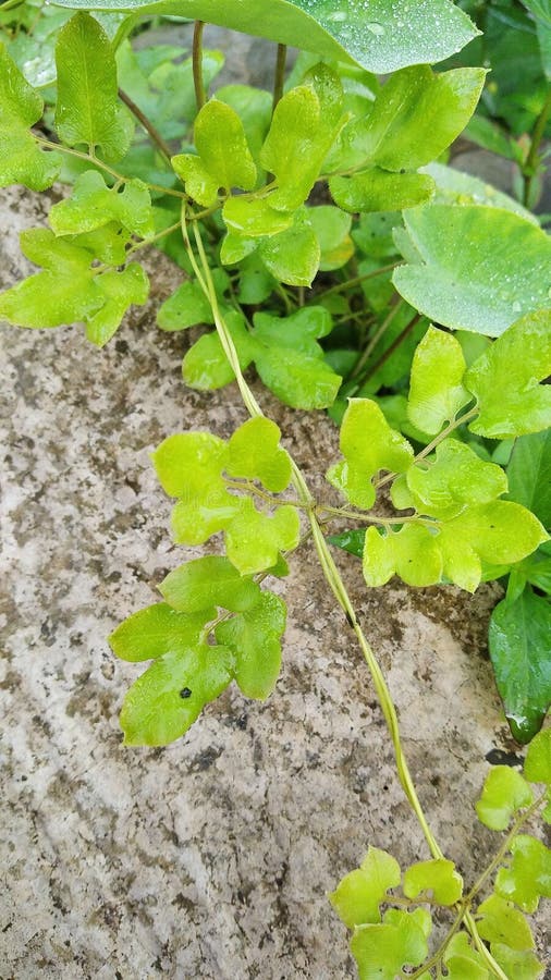 Vines that Live on Cliffs and Trees Stock Photo - Image of flower, herb ...