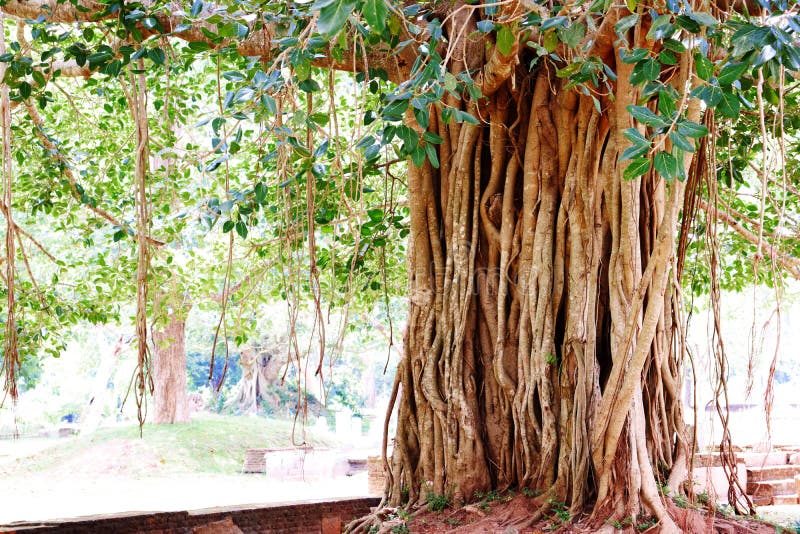 Nuga Vines Stock Photos - Free & Royalty-Free Stock Photos from Dreamstime