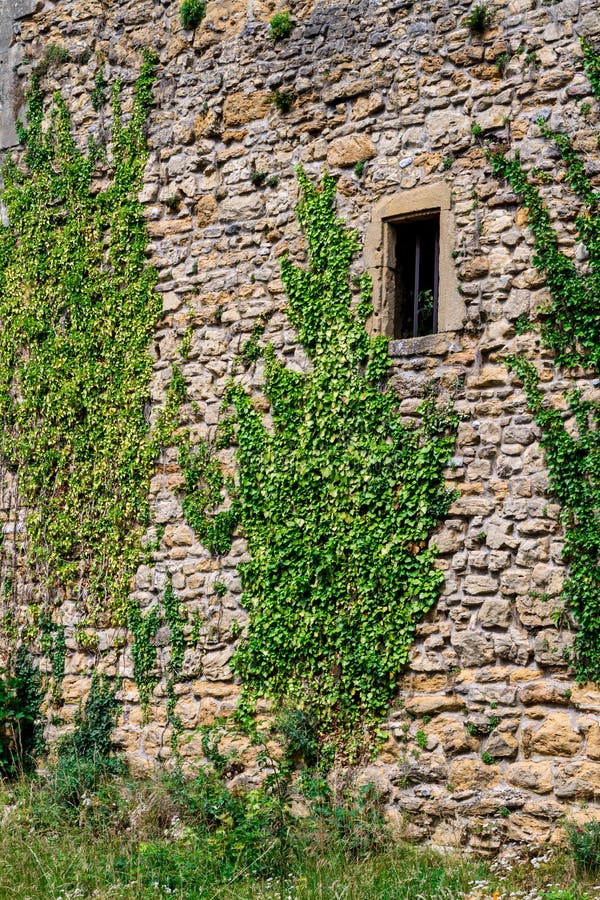 Vines on building exterior stock photo. Image of outside - 19267576