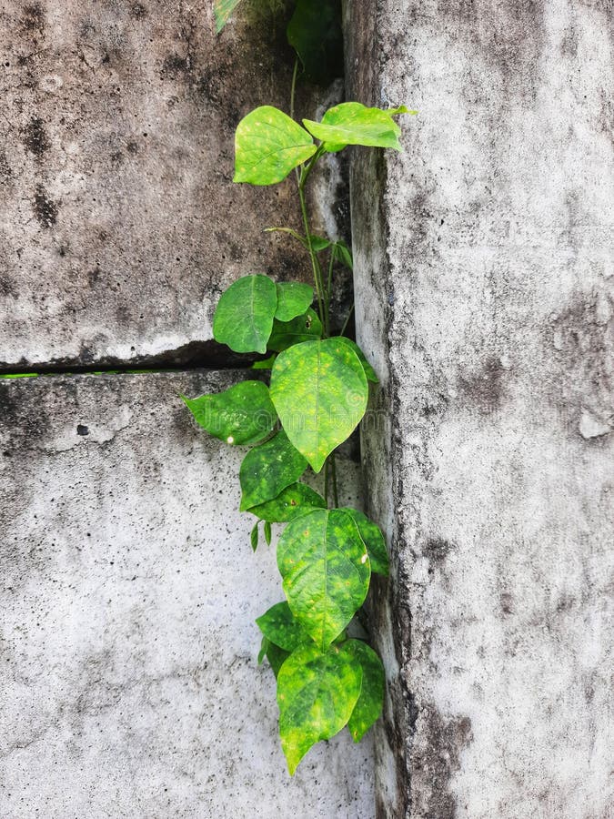 Vines on the old wall stock photo. Image of wall, vines - 221895670