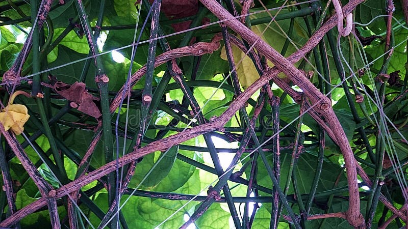 Vines and Plants Thin Stems on Grid Stock Photo - Image of nature, thin ...