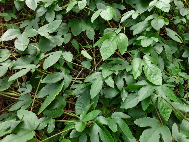 Vines with Refreshing Green Leaves Stock Photo - Image of maple ...