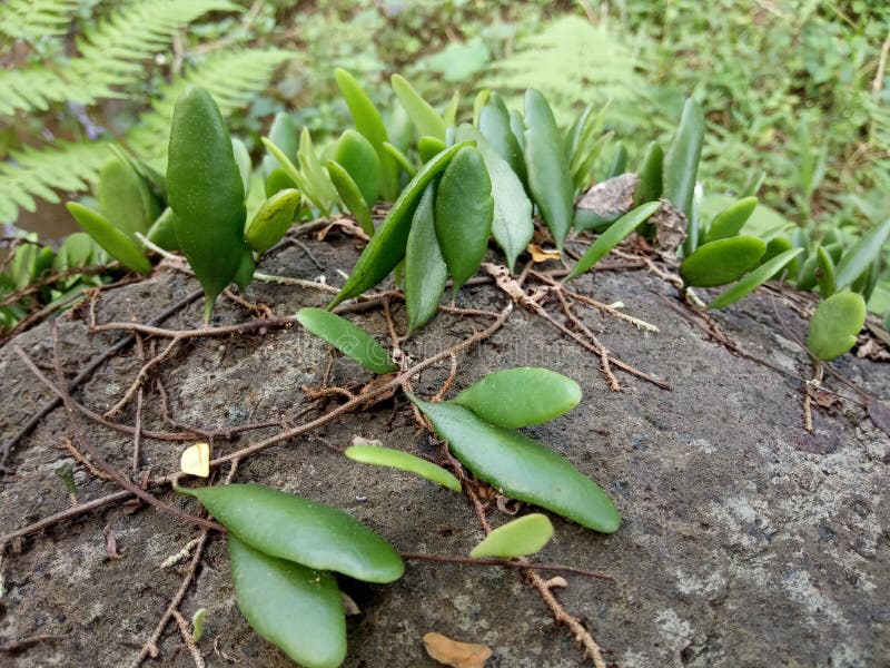 Vines on rock overhang stock image. Image of creek, covered - 116585881