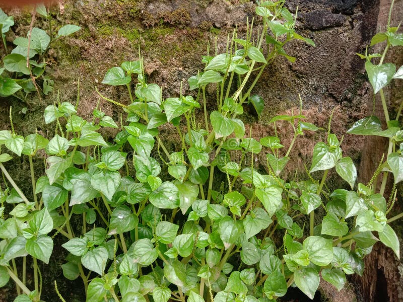 Vines on rock overhang stock image. Image of creek, covered - 116585881