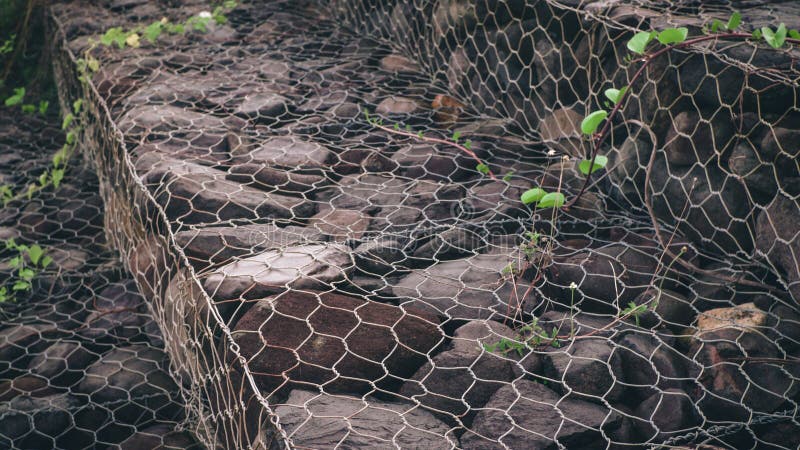 Vines on the Rocks with Pink Flowers in Bloom Stock Image - Image of ...