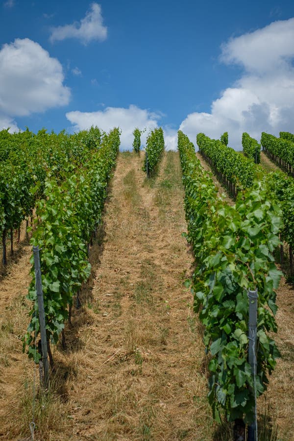 Vines in a Row in Vineyard with Blue Sky and Clouds Stock Photo - Image ...
