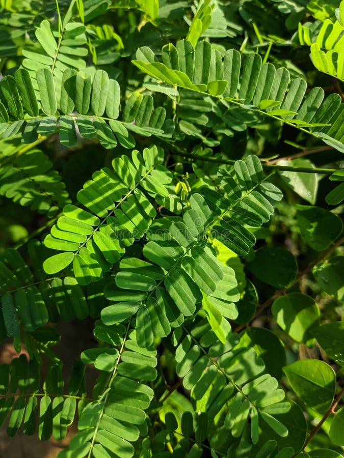 Vines Saga Tree Herbal Leaves, Indonesian Borneo Stock Image - Image of ...