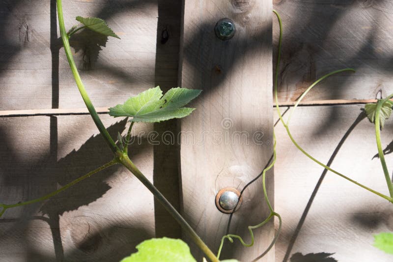 Vines and Shadows on Wood, Creating a Play of Light and Texture Stock ...