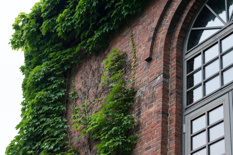 Vines on the Side of a Building Stock Image - Image of leaf, natural ...