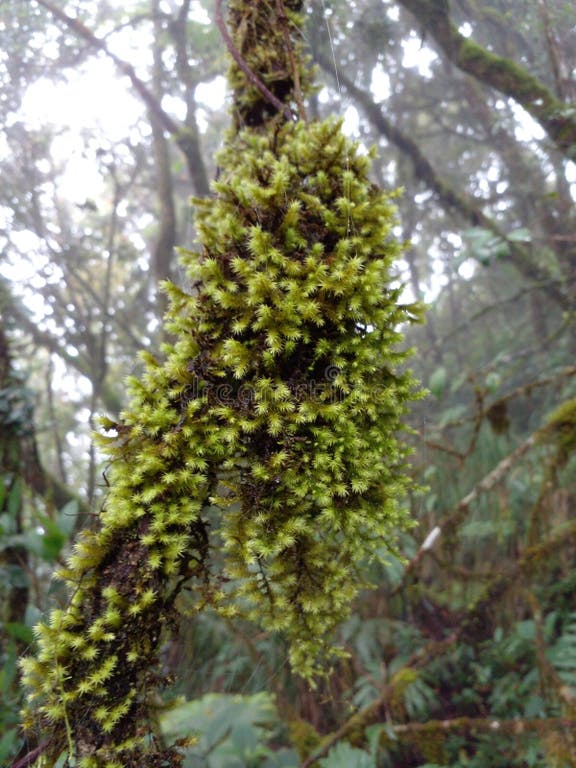 Vines on small trees stock photo. Image of clinging - 261794432