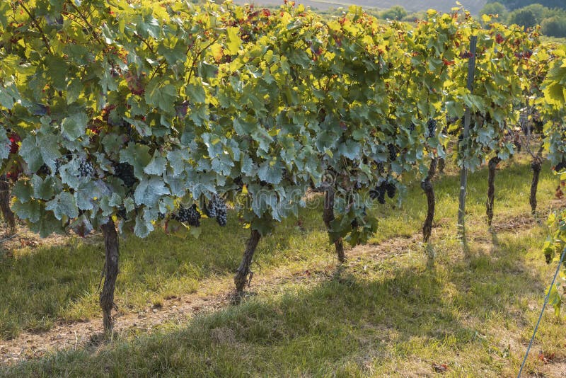 Ecological Pest Control in the Vineyard Stock Image - Image of ...