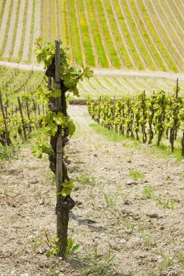 Vines in spring 1 stock image. Image of vineyard, hillside - 28938153