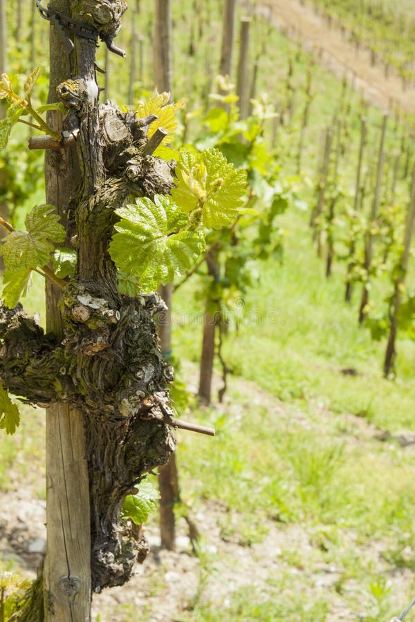 Vines in spring 3 stock photo. Image of steep, vine, vineyards - 28938162