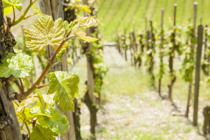 Vines in spring 4 stock photo. Image of vineyards, vineyard - 28938164