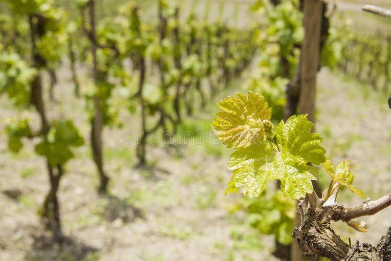 Vines in spring 7 stock photo. Image of vineyard, green - 28938182