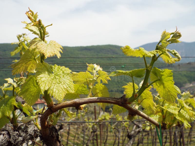 Vines in spring stock image. Image of espalier, sprouting - 53231715