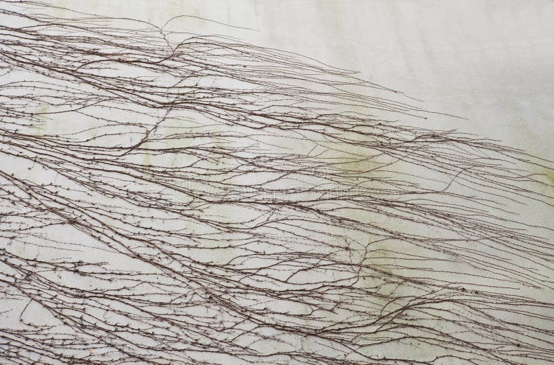 A Vine that Stretches Out Like a Tree Root Stock Image - Image of ...