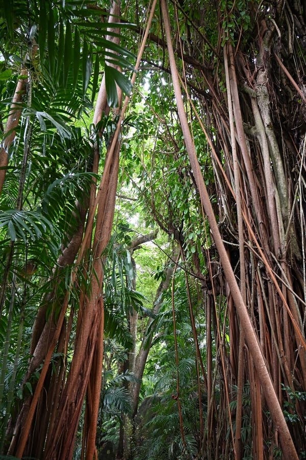 Vines Tightly Wrap Around Trees in the Rainforest Stock Image - Image ...