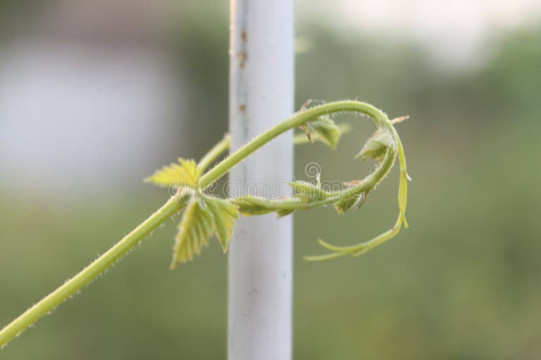 Vines to iron stock image. Image of shrub, invertebrate - 220243755