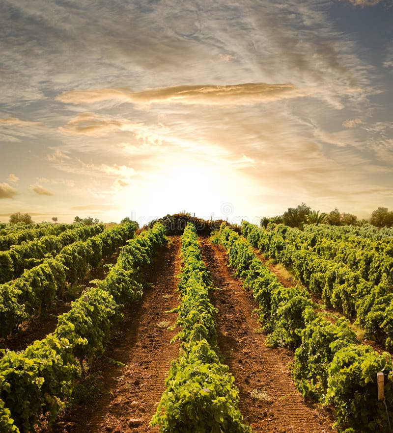 Vines to sunset stock image. Image of bright, earth, agrarian - 7522037