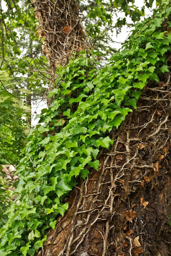 Vines on Tree stock photo. Image of europe, closeup, foliage - 27864890