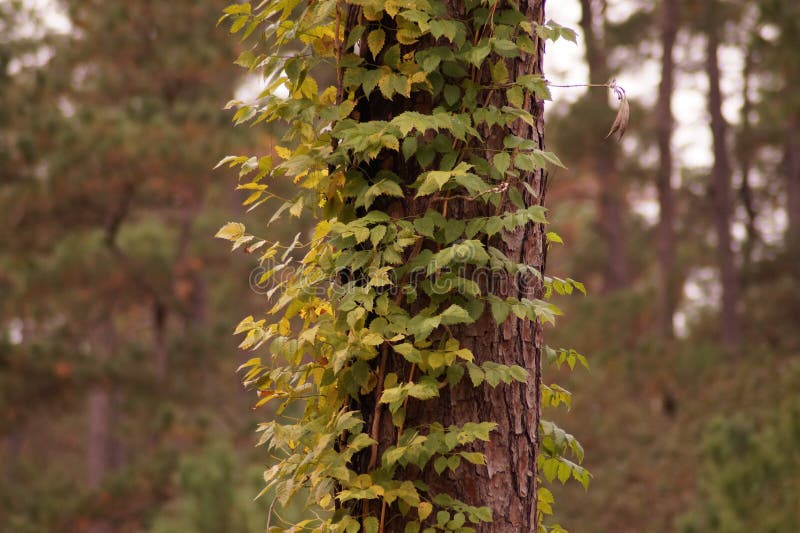 Vines on tree stock photo. Image of growth, side, forest - 87730876