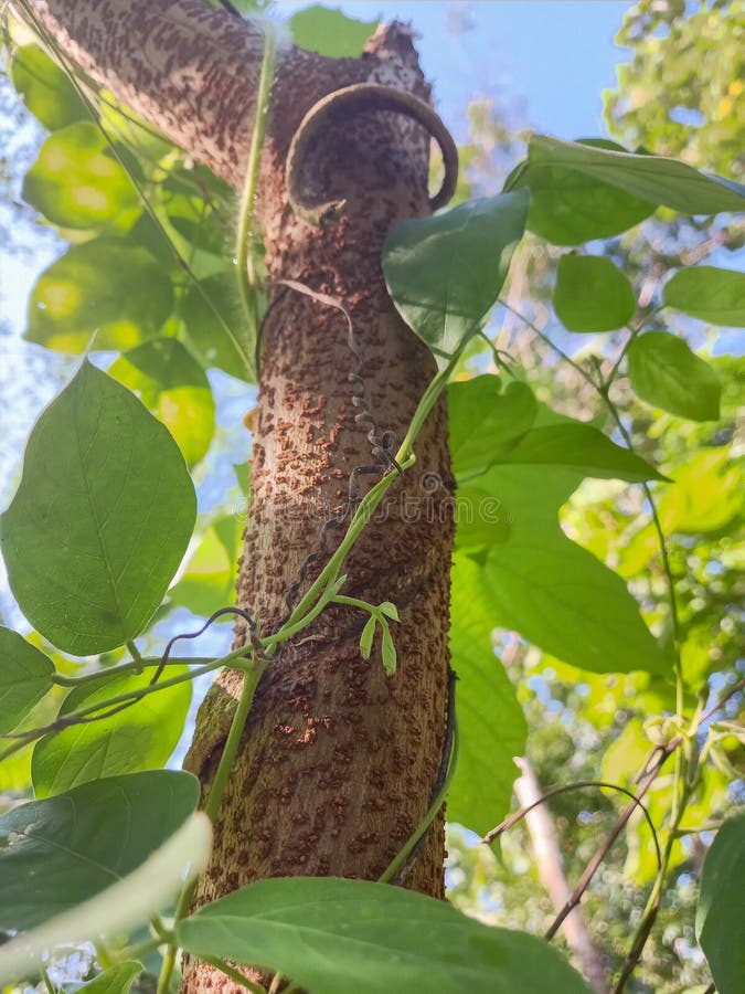 Vines from a tree stock image. Image of trees, forest - 22310531