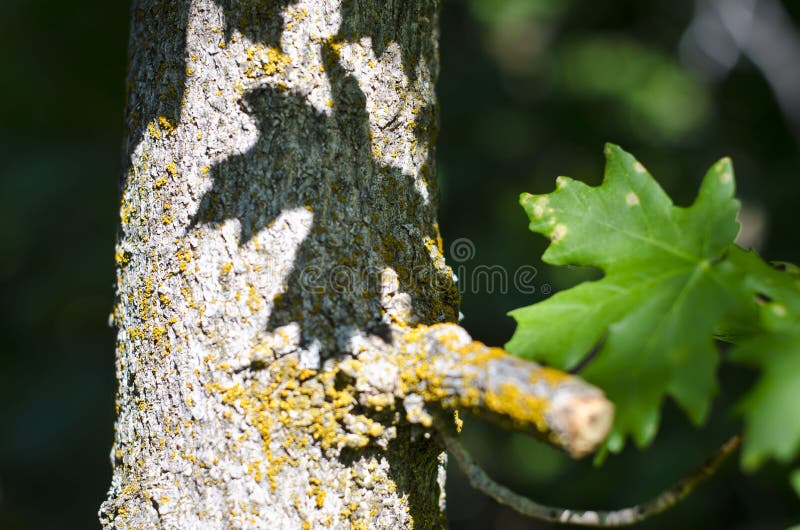 Vines up a Leaf shadow stock image. Image of abstract - 94816839