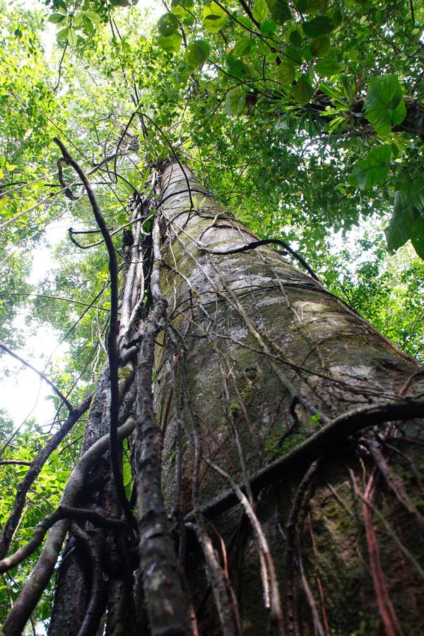 Vines Up Massive Tree Trunk Stock Photo - Image of beautiful, landscape ...