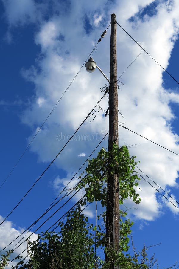 Vines on Utility Pole stock image. Image of nature, lines - 54283191