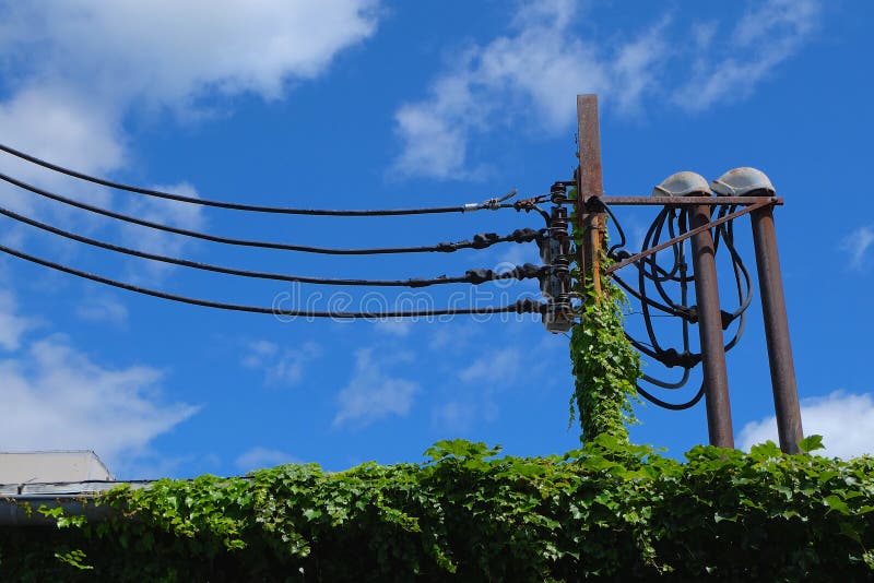 Vines on Power Lines stock photo. Image of utility, growing - 54283346