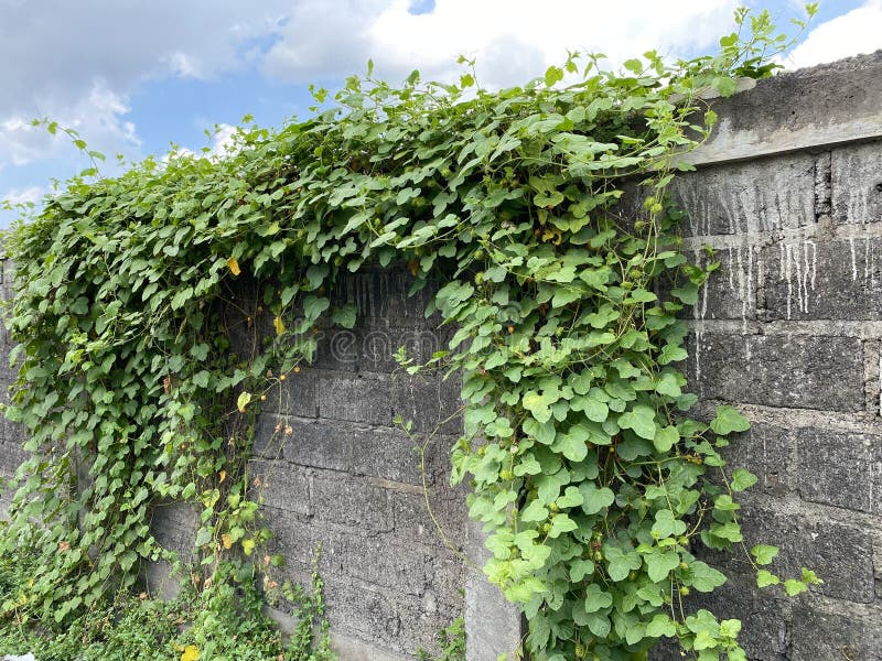 The Vines are Very Thick and Grow on the Wall Stock Image - Image of ...