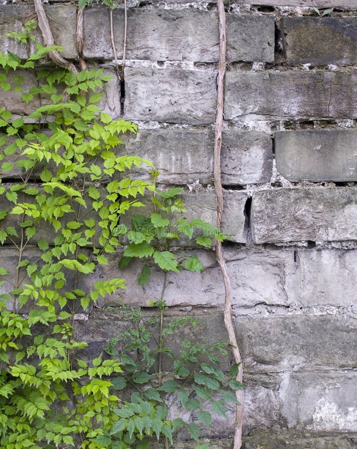 Vines on the wall stock photo. Image of leaf, liana, leaves - 5552270