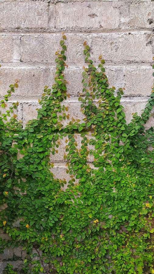 The Vines on the Wall of My House Stock Photo - Image of wall, soil ...