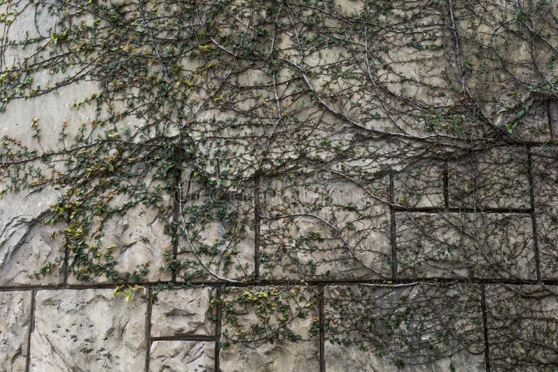 Vines on old castle wall stock image. Image of architecture - 25714123