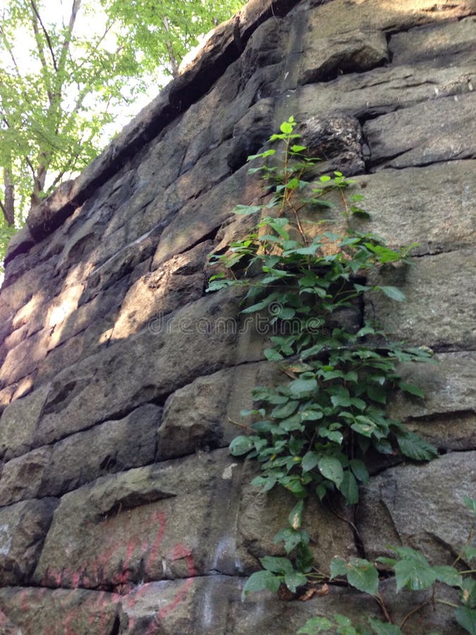 Vines on wall stock photo. Image of vines, wall, stone - 71695088