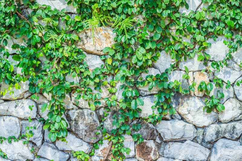 Vines on the wall. stock photo. Image of grass, surface - 65223008