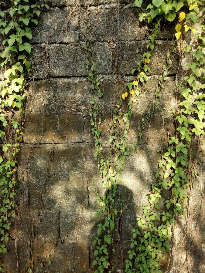 Vines Crawl Up The Back Of A Large Red Barn Stock Photo - Image of ...
