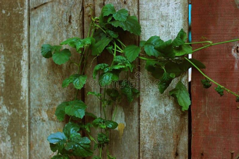 Vines on the Walls of the House Stock Image - Image of soil, attraction ...