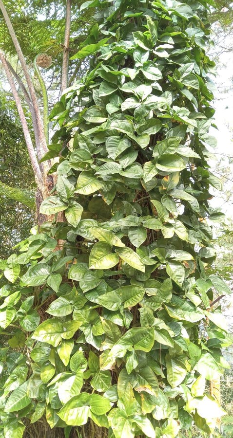 Vines stock image. Image of shrub, berry, resemble, wildflower - 277685171